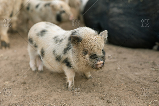 Baby Spotted Swine