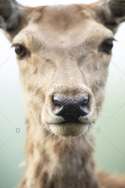 Deer Nose