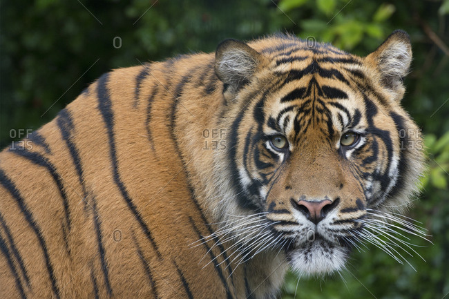 Panthera Tigris Sumatrae