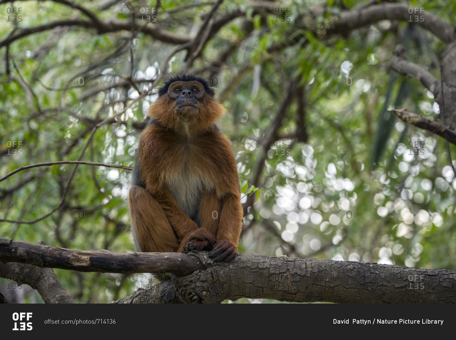 Western red colobus (Procolobus badius) adult male in a tree. Gambia ... Western red colobus (Procolobus badius) adult male in a tree. Gambia ...
