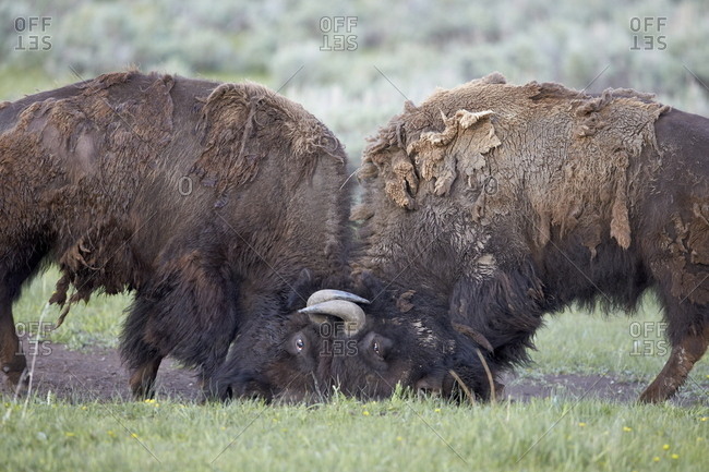 American Bison Bull Head