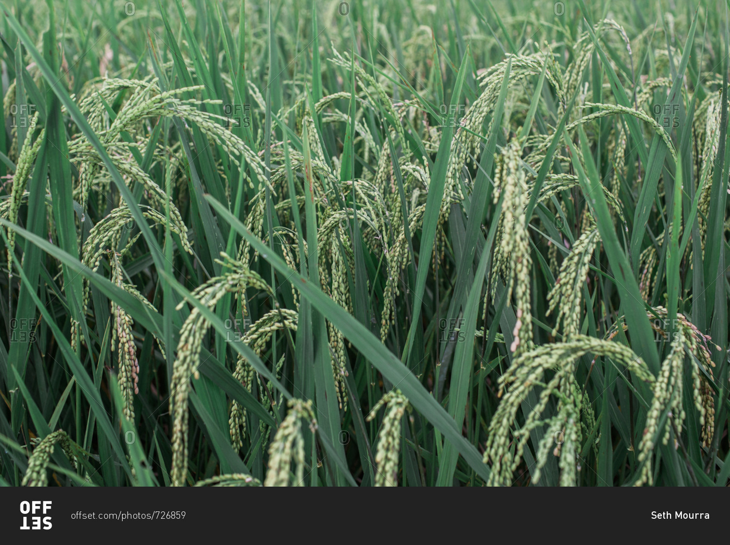 Indonesia Rice Pattie Tree landscape, Field, Rice Paddy Wallpapers HD ...