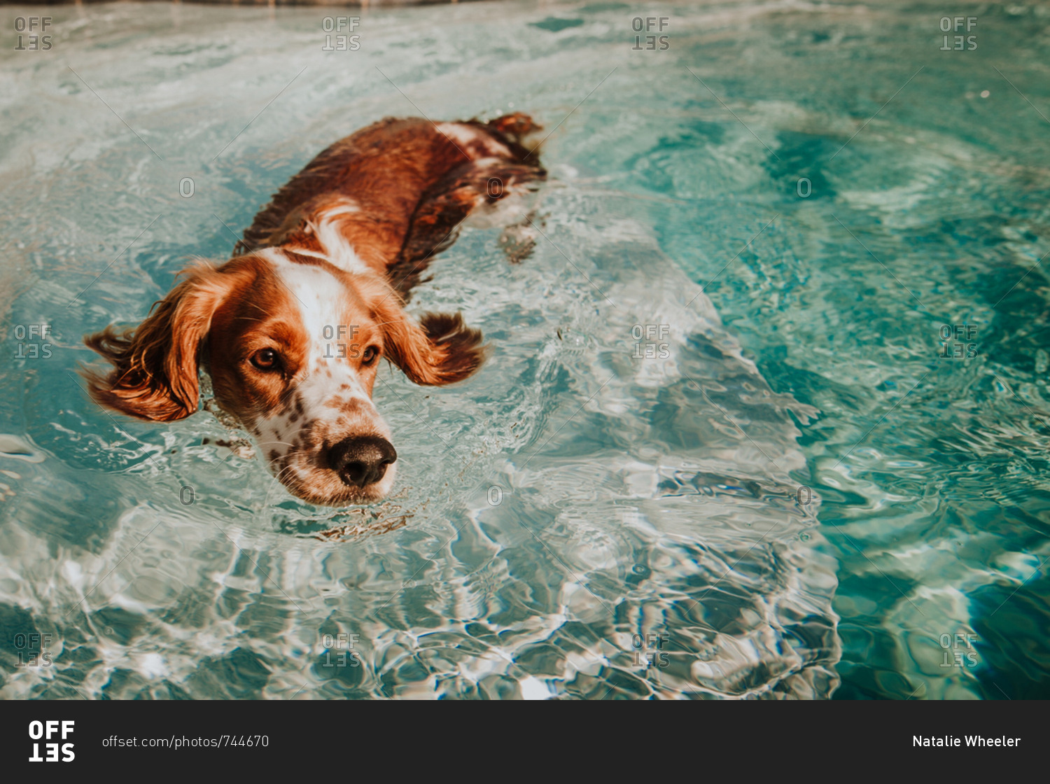 Does The English Springer Spaniel Like To Swim
