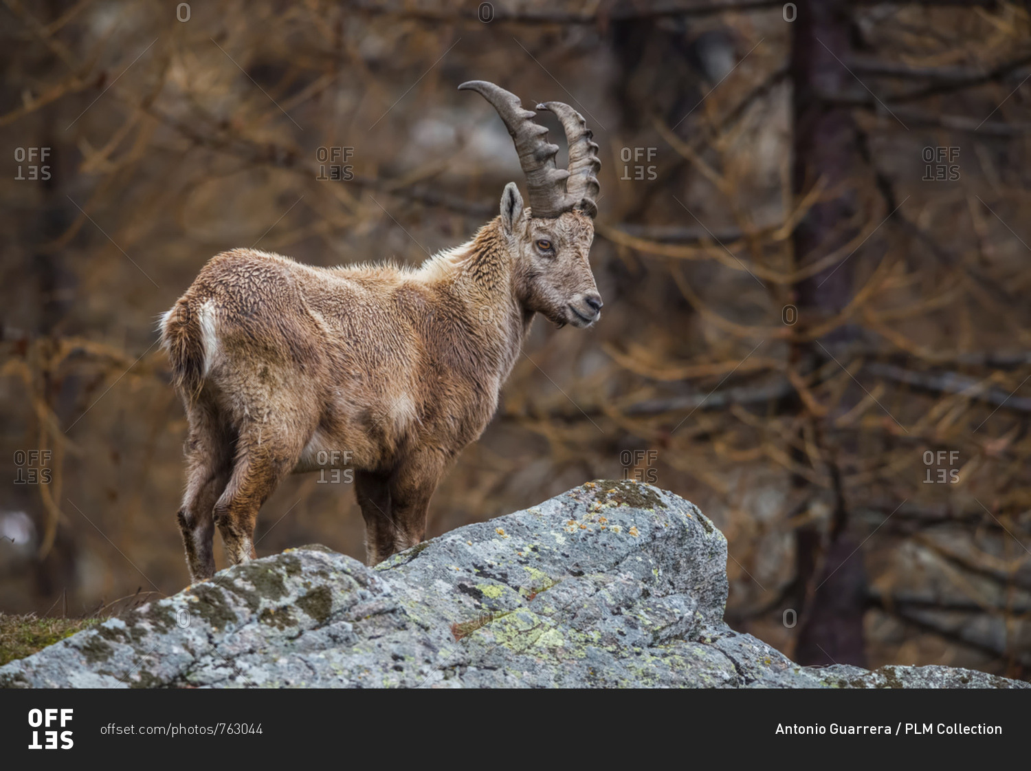 Portrait of young Ibex, capra ibex, in the italian alps stock photo ...
