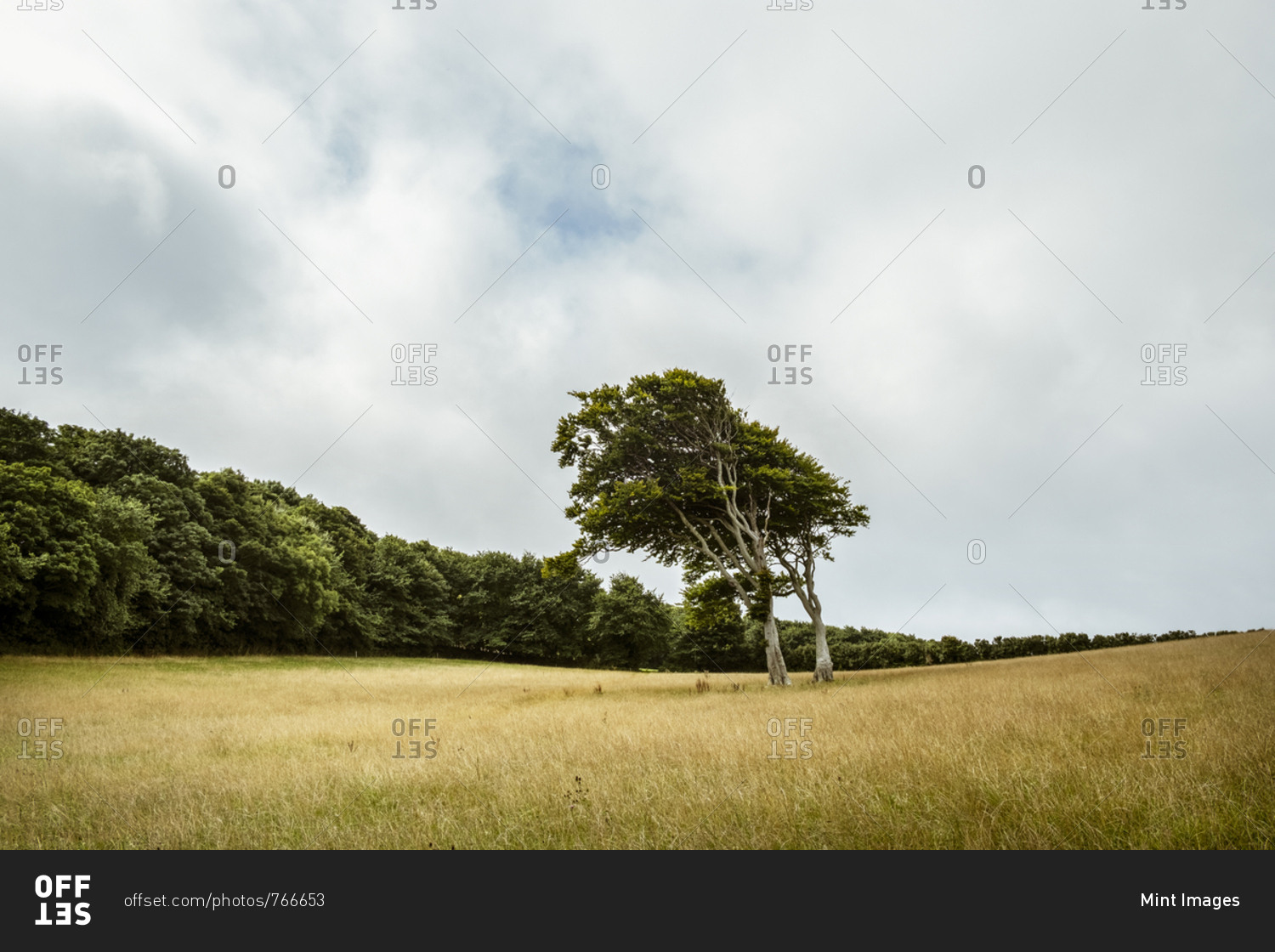Single Tree In A Field During A Storm