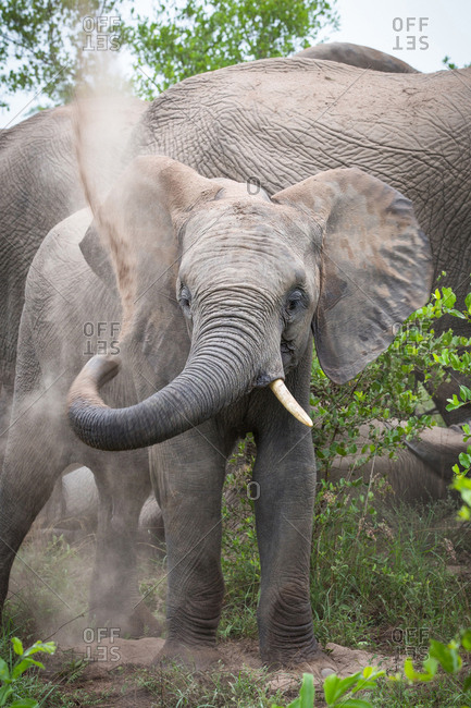 Elephant Trunk Up Front View