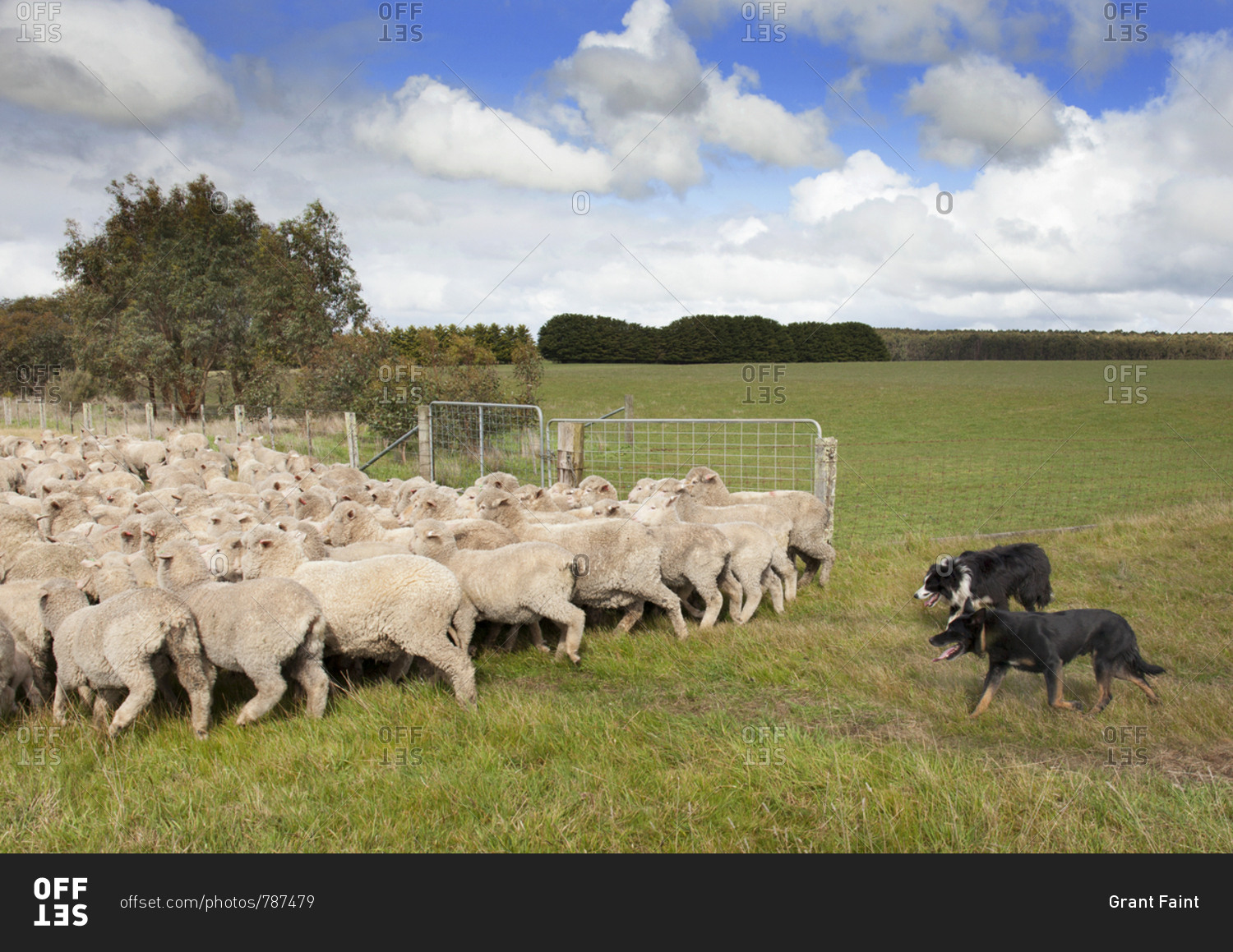 Do Dogs And Sheep Get Along