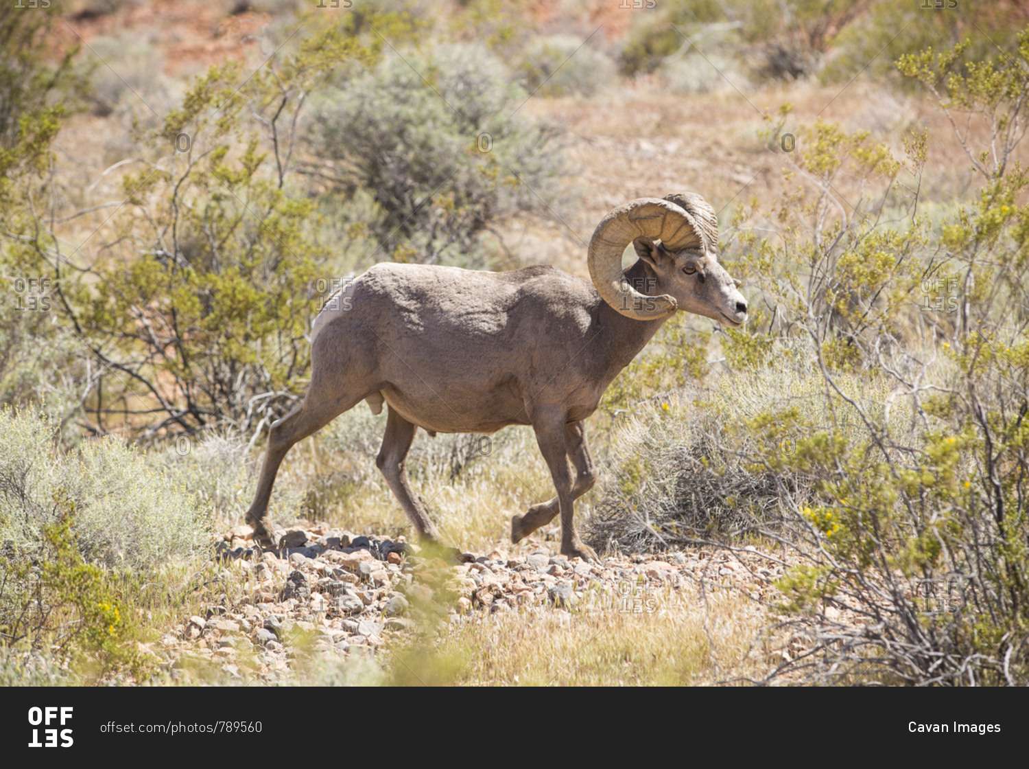 Bighorn Sheep Landscape