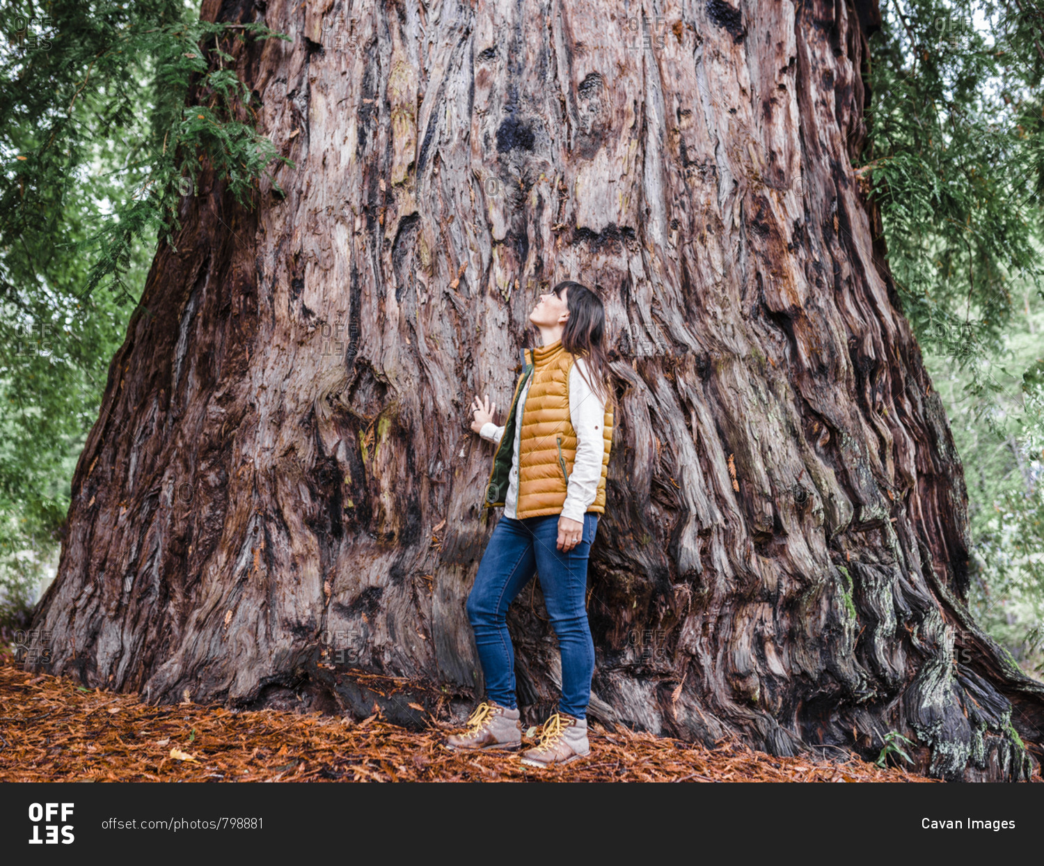 Full length of woman standing next to large redwood tree stock photo ...