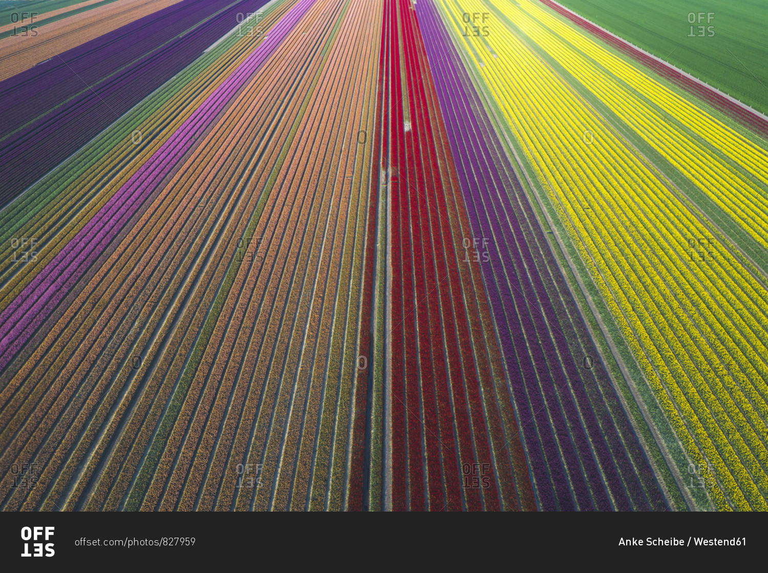 Tulip Garden In Germany