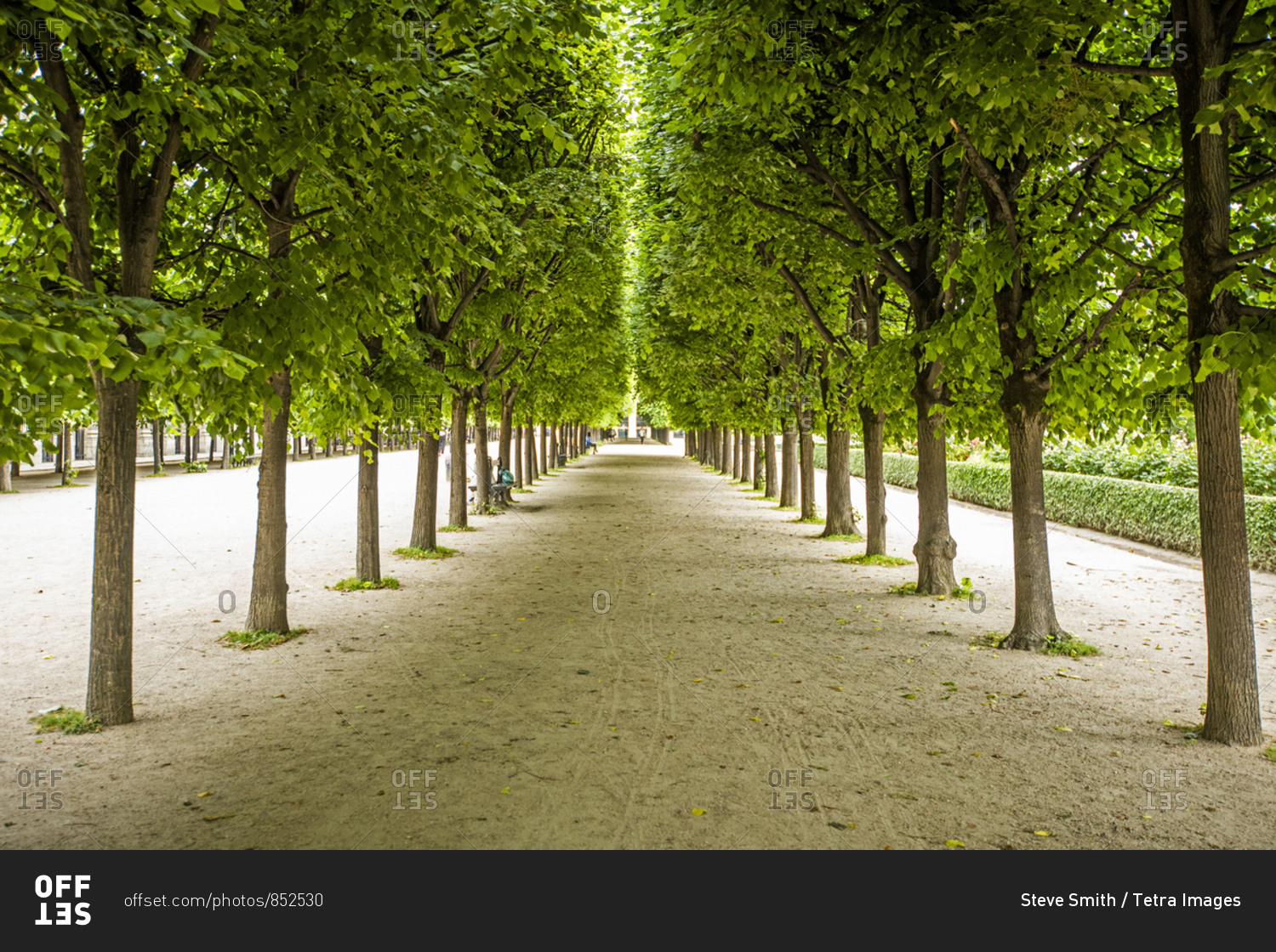Rows of trees in Palais-Royal gardens in Paris, France stock photo - OFFSET Rows of trees in Palais-Royal gardens in Paris, France stock photo - OFFSET