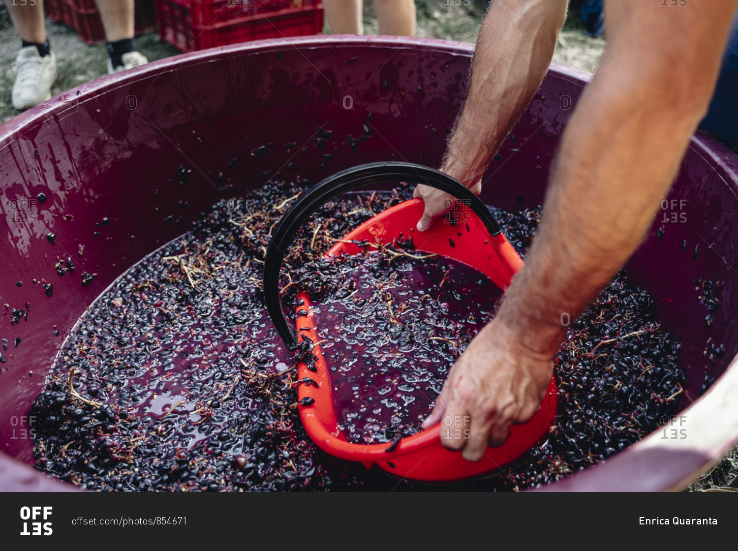 Production of traditional Italian wine, crushing of grapes in the ...
