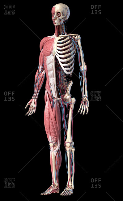 Real Human Skeleton With Muscles