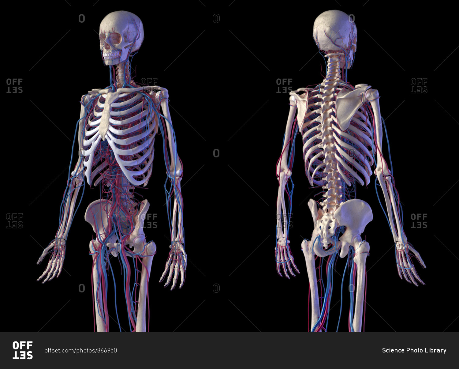 Human Body Anatomy 3d Illustration Of Skeletal And Cardiovascular Human Body Anatomy 3d Illustration Of Skeletal And Cardiovascular