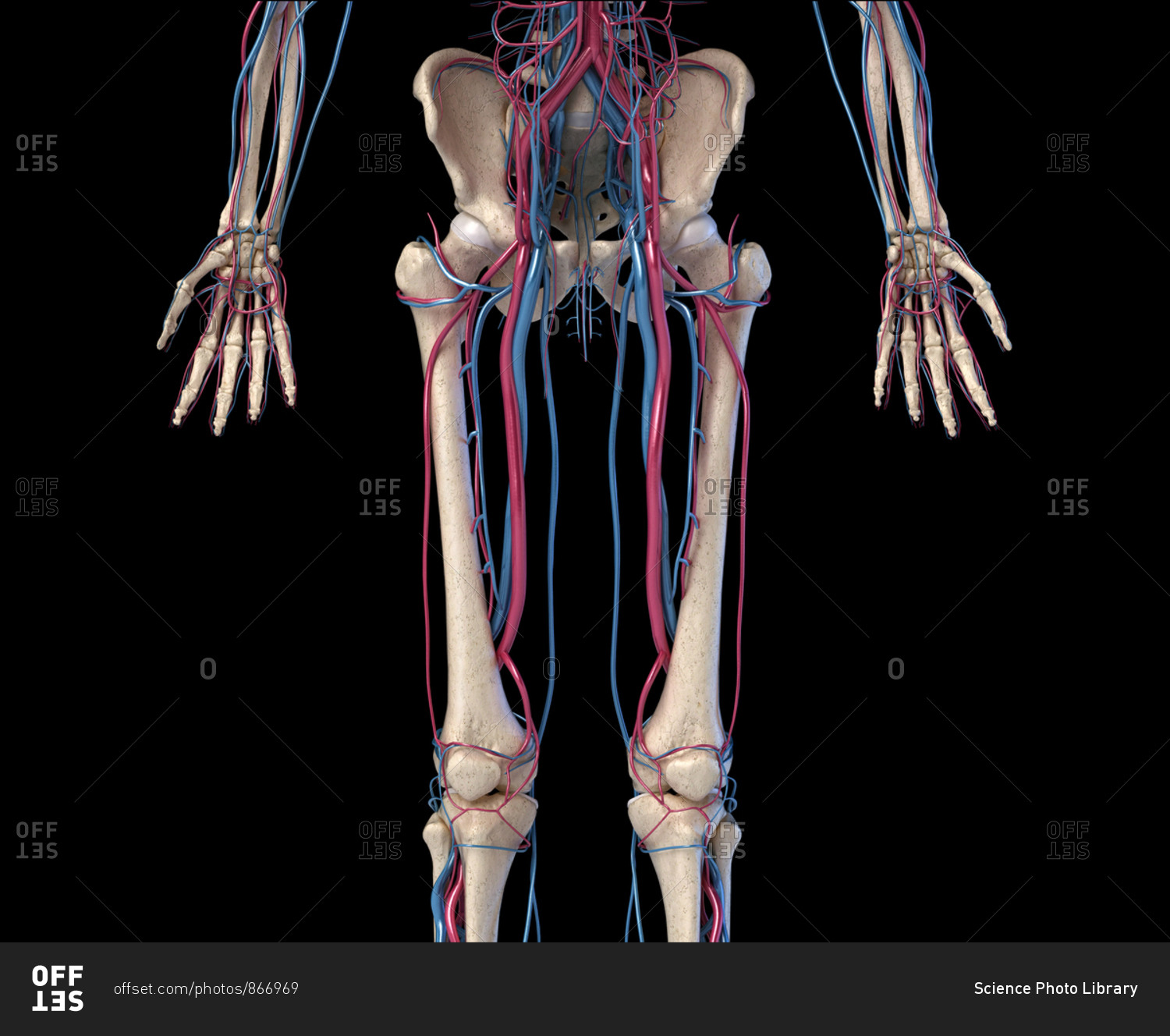 Leg And Hip Anatomy