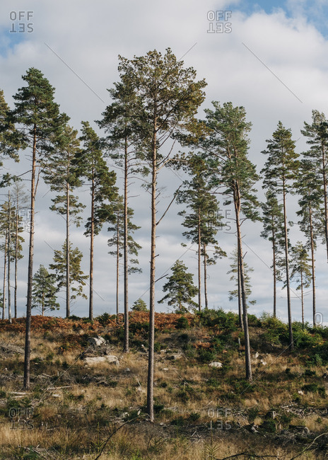 Pine Tree In Taiga
