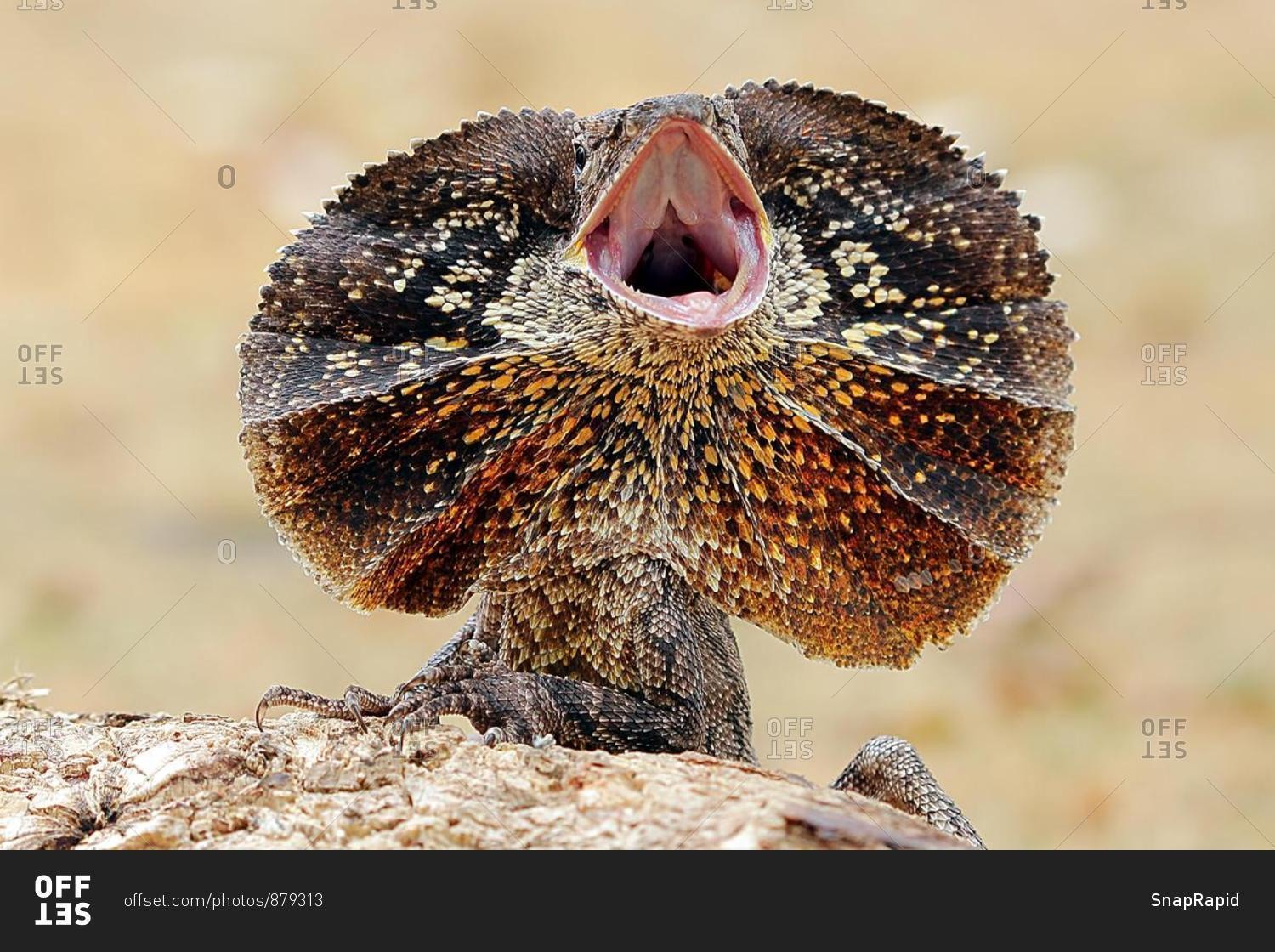 Frilled Dragon Lizard