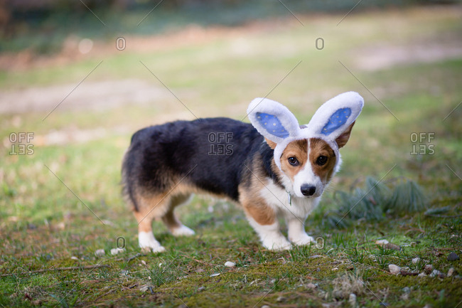 Small dog side view Images - Search Images on Everypixel