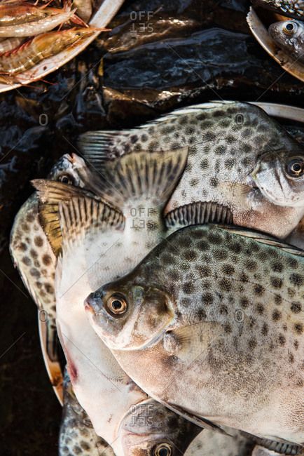 Kerala Fish And Names