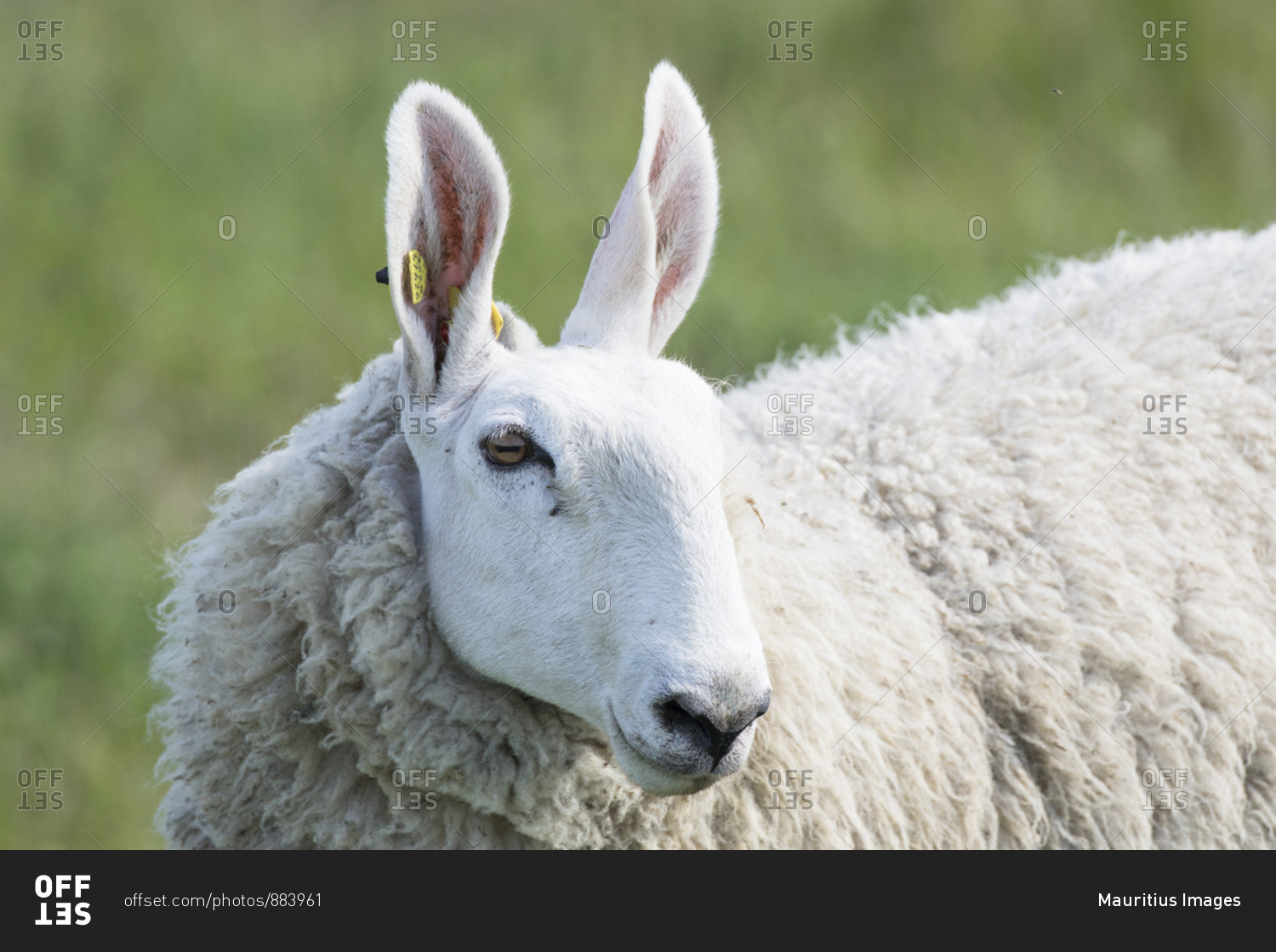 Sheep with hare's ears against green grass stock photo - OFFSET