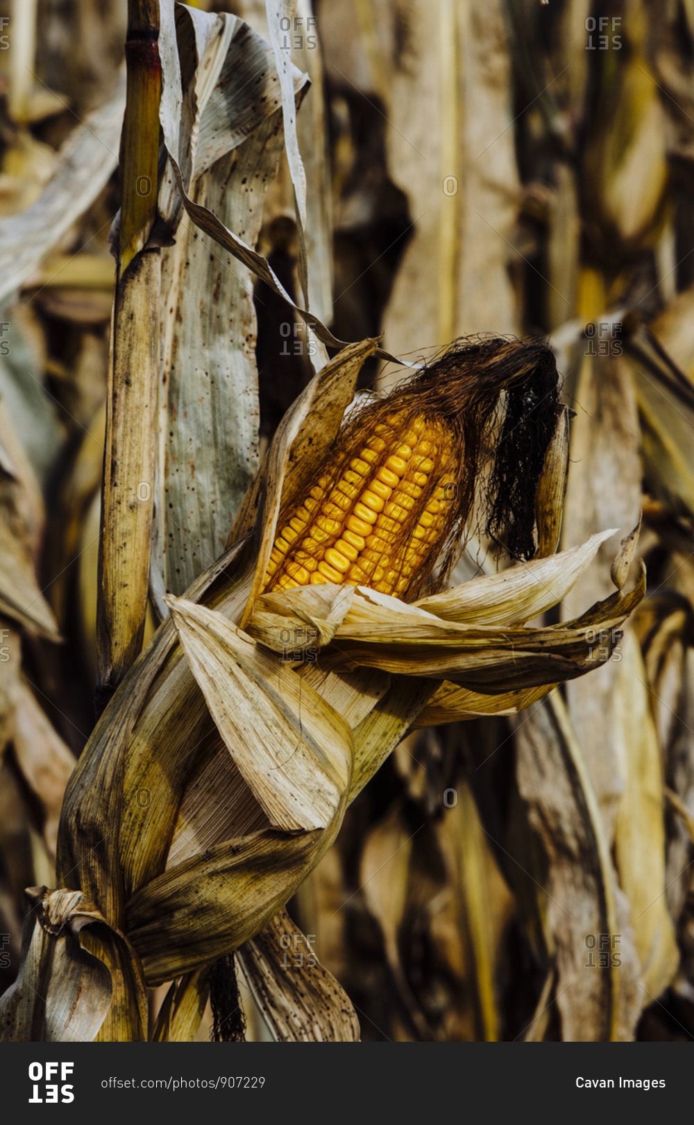 Ear of Ripened Field Corn in a Corn Field in Southern Michigan - Stock ...