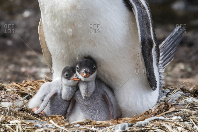 Gentoo Penguin Chick