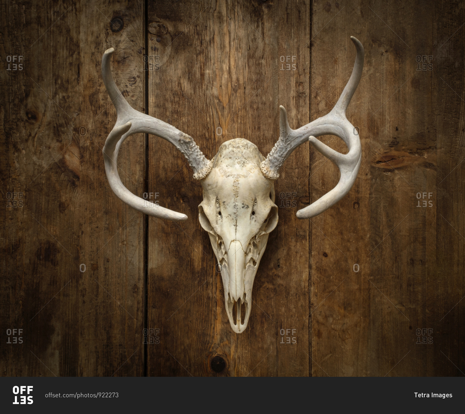 Wall mounted deer skull with antlers stock photo - OFFSET