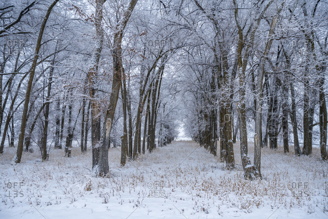Snow Falling On Trees