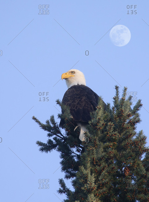 Eagle Standing On Pine Tree