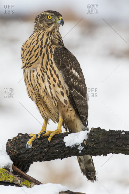 Female Goshawk In Trees