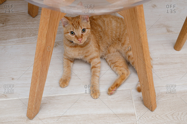 Cat Under The Table