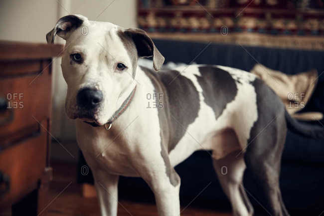 Spotted Pitbull Puppies