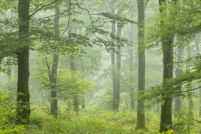 Deciduous Forest Rain