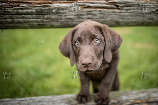 Chocolate Lab Puppies With Green Eyes