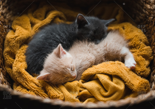 Two Sleeping Kittens