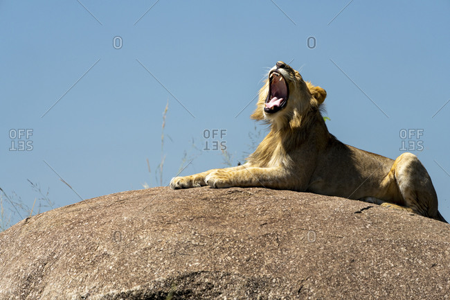 Lion On Rock Roaring