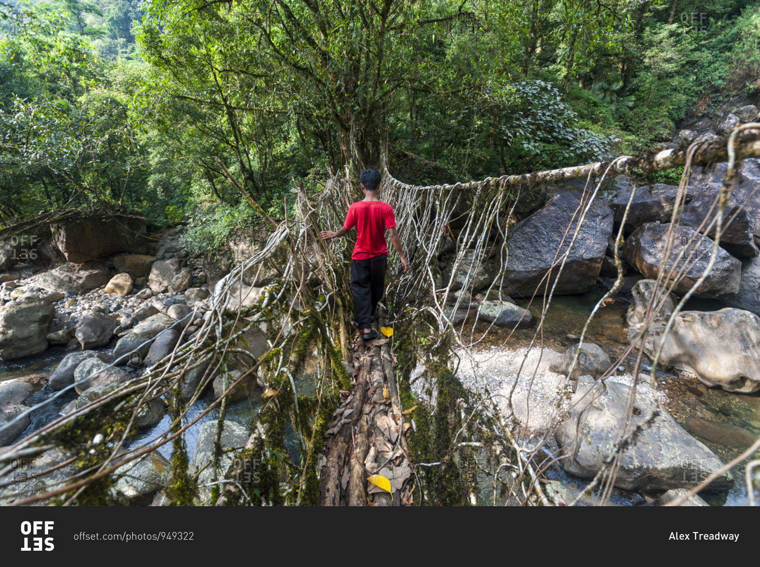 Ritymmen bridge is the longest living root bridge in Meghalaya in India ...