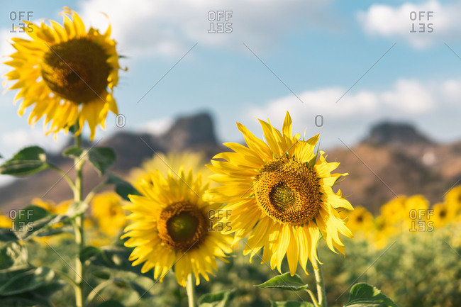 Sunflower Scenery Pictures | Best Flower Site