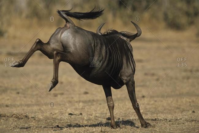 Wildebeest Running