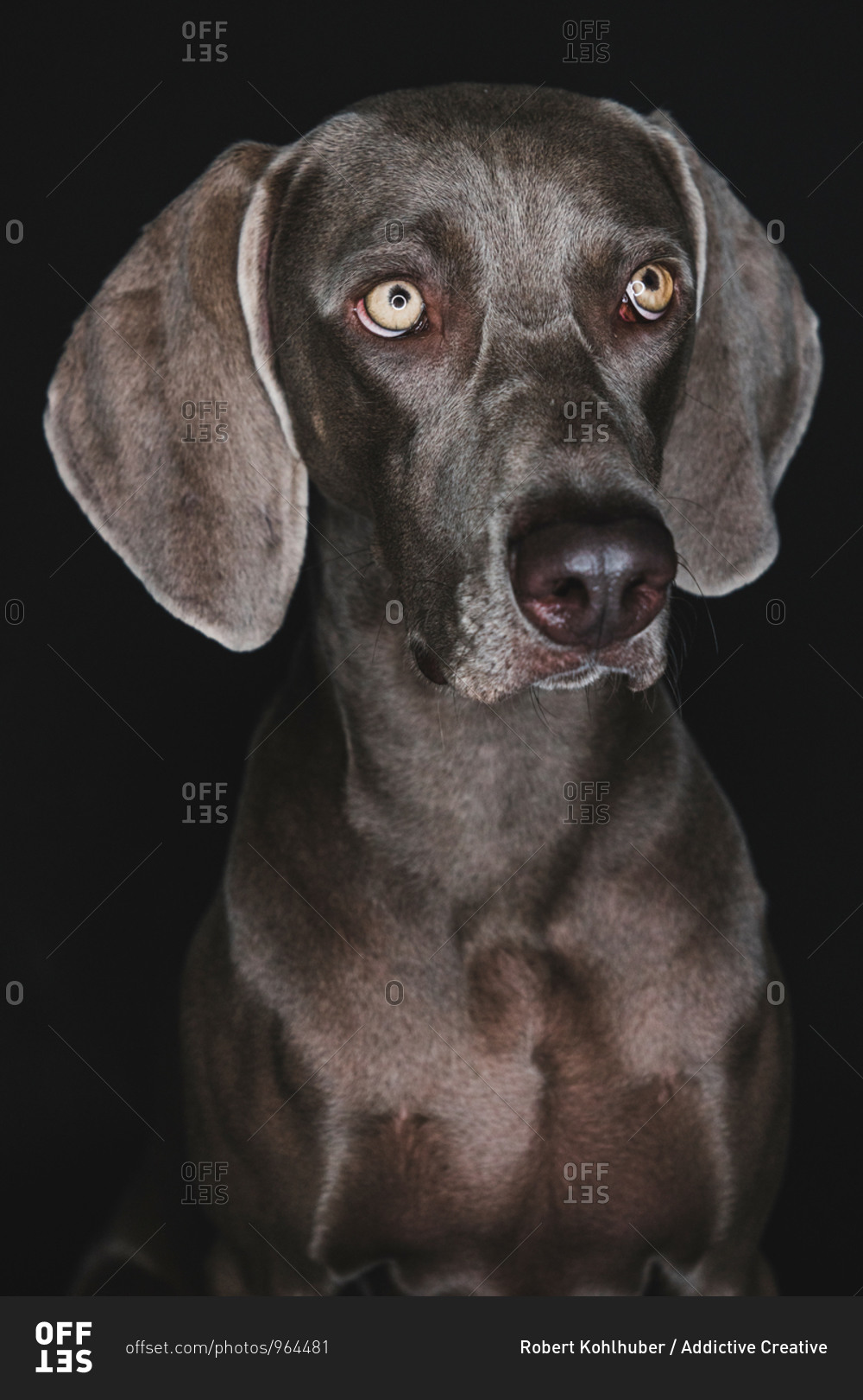 Black Weimaraner Dog