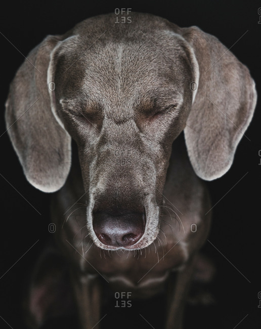 Black Weimaraner