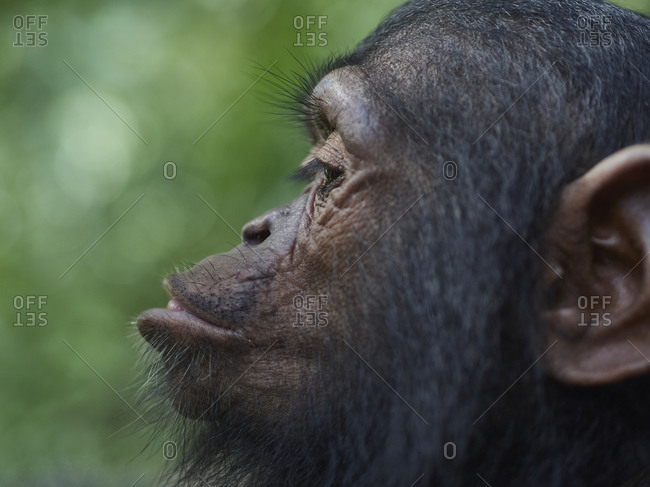 Chimpanzee Face Profile
