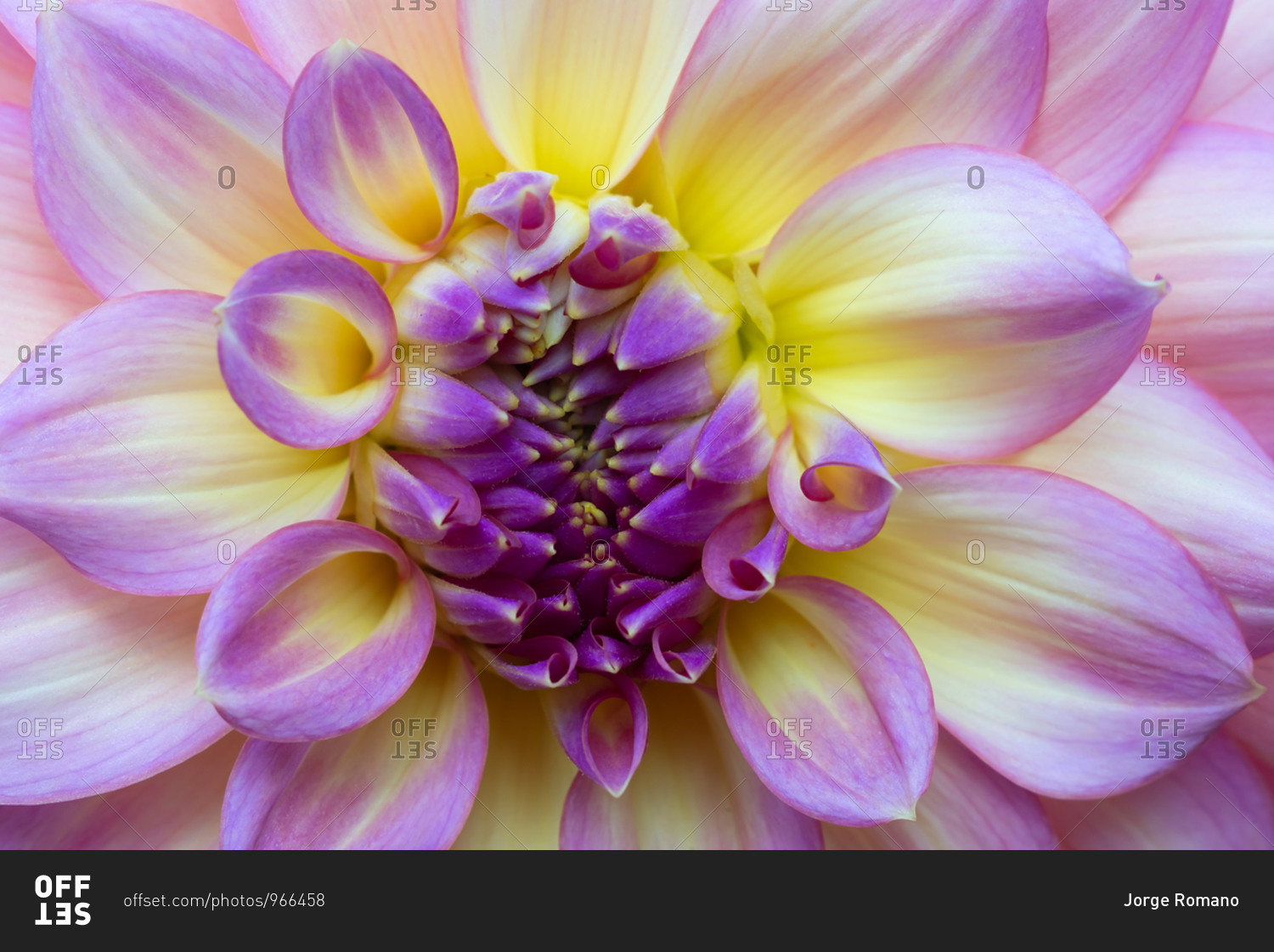 Purple Yellow Dahlia Flower