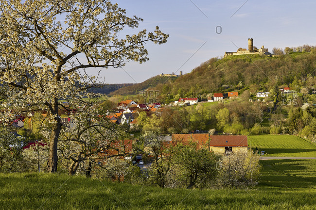 Fruit blossom at Muhlberg with castle Gleichen and Muhlburg, Drei ...