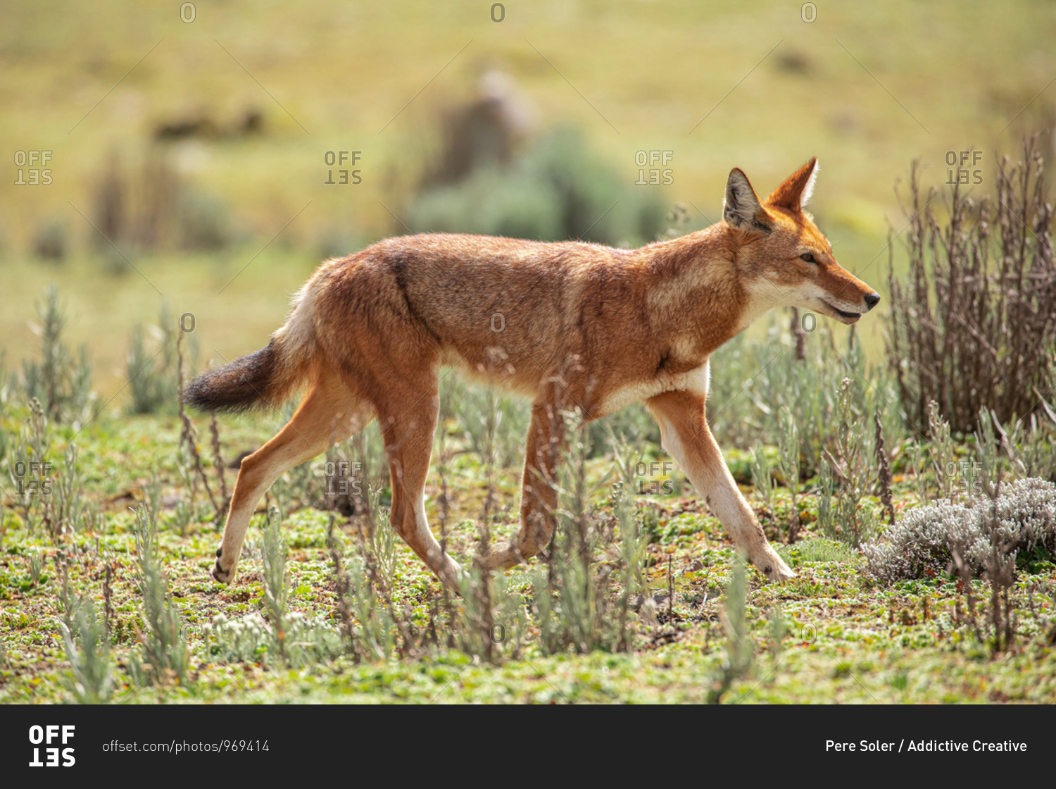 Simien Jackal