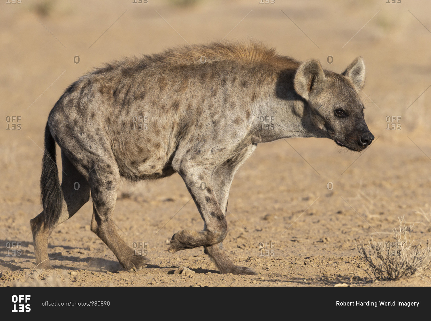African Spotted Hyena
