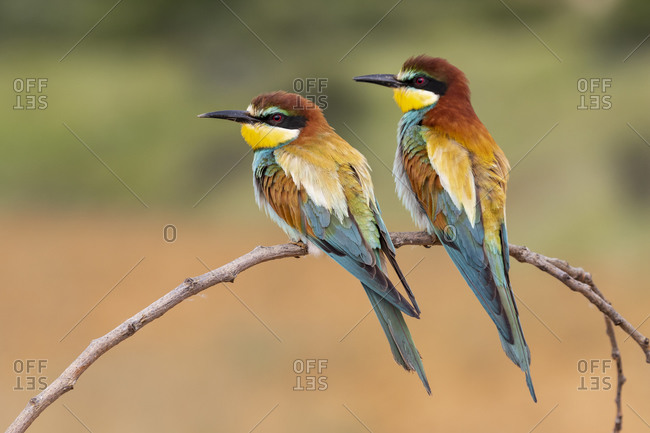 European Bee Eater Range