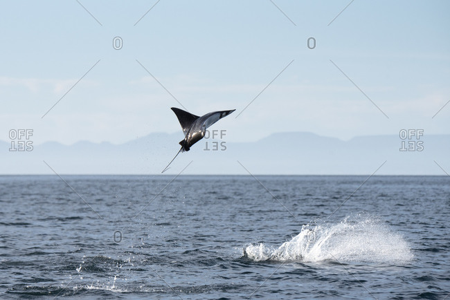 Spotted Eagle Ray Jumping Out Water