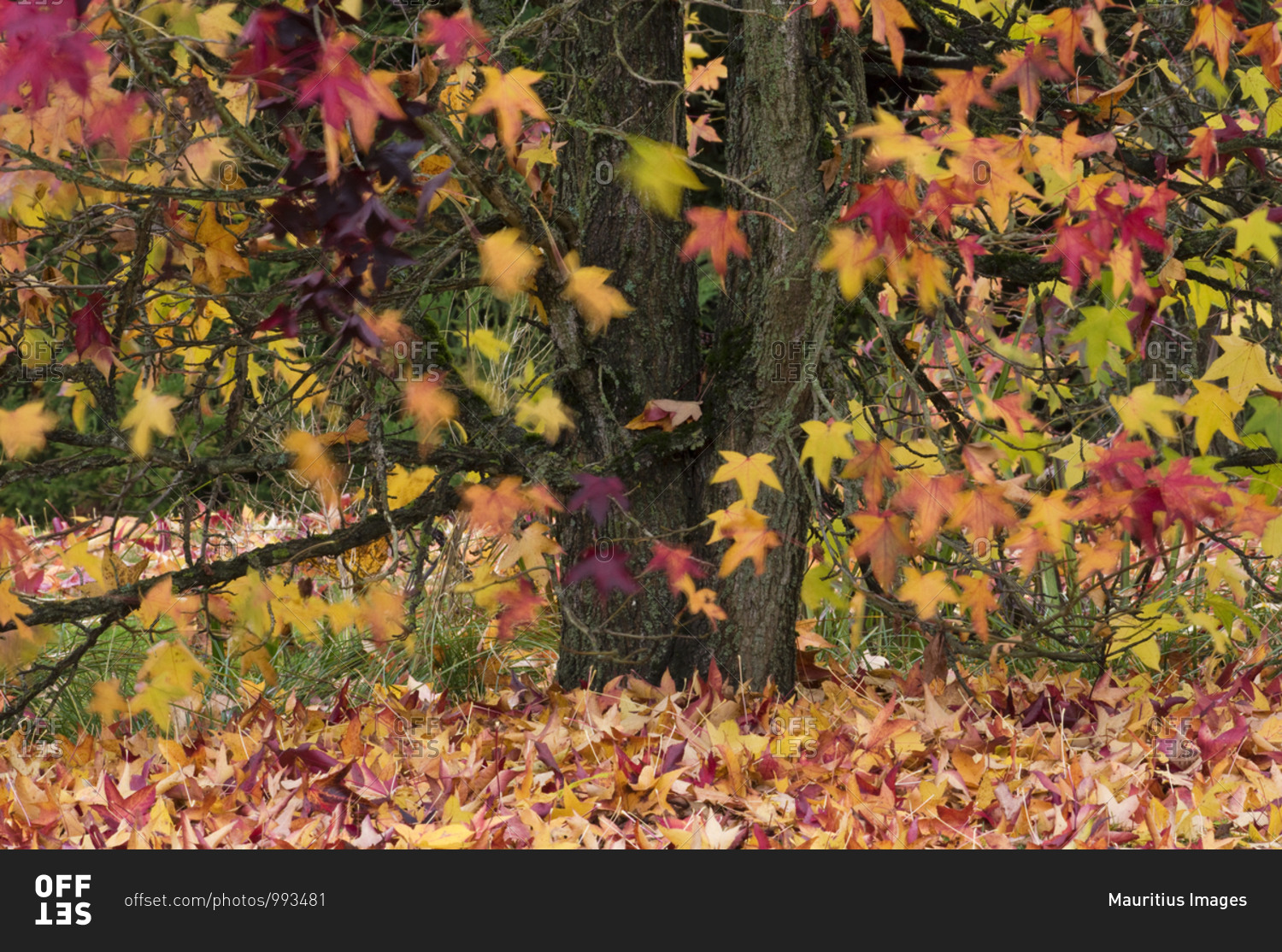 Europe, Germany, Hesse, Marburg, sweet gum in autumn leaves - Stock ...