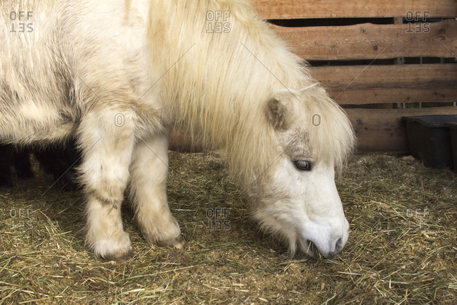 White Miniature Horse